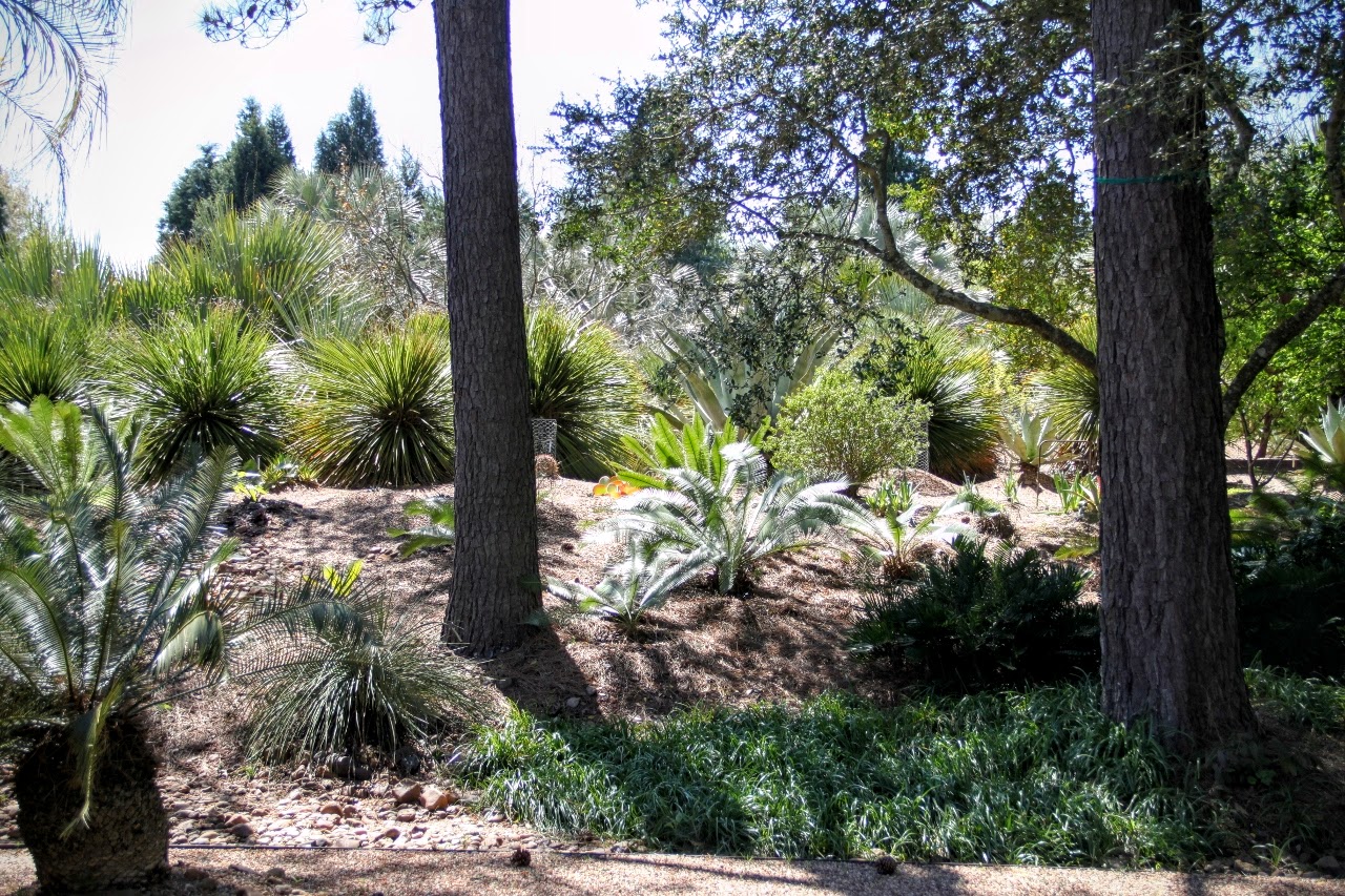 Rock-Oak-Deer: Touring Peckerwood Garden Part Two: Residence and Dry ...