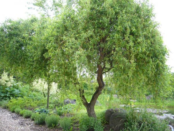 Trout Brook Landscaping: June Father's Day Bonus - "Corkscrew Willow ...