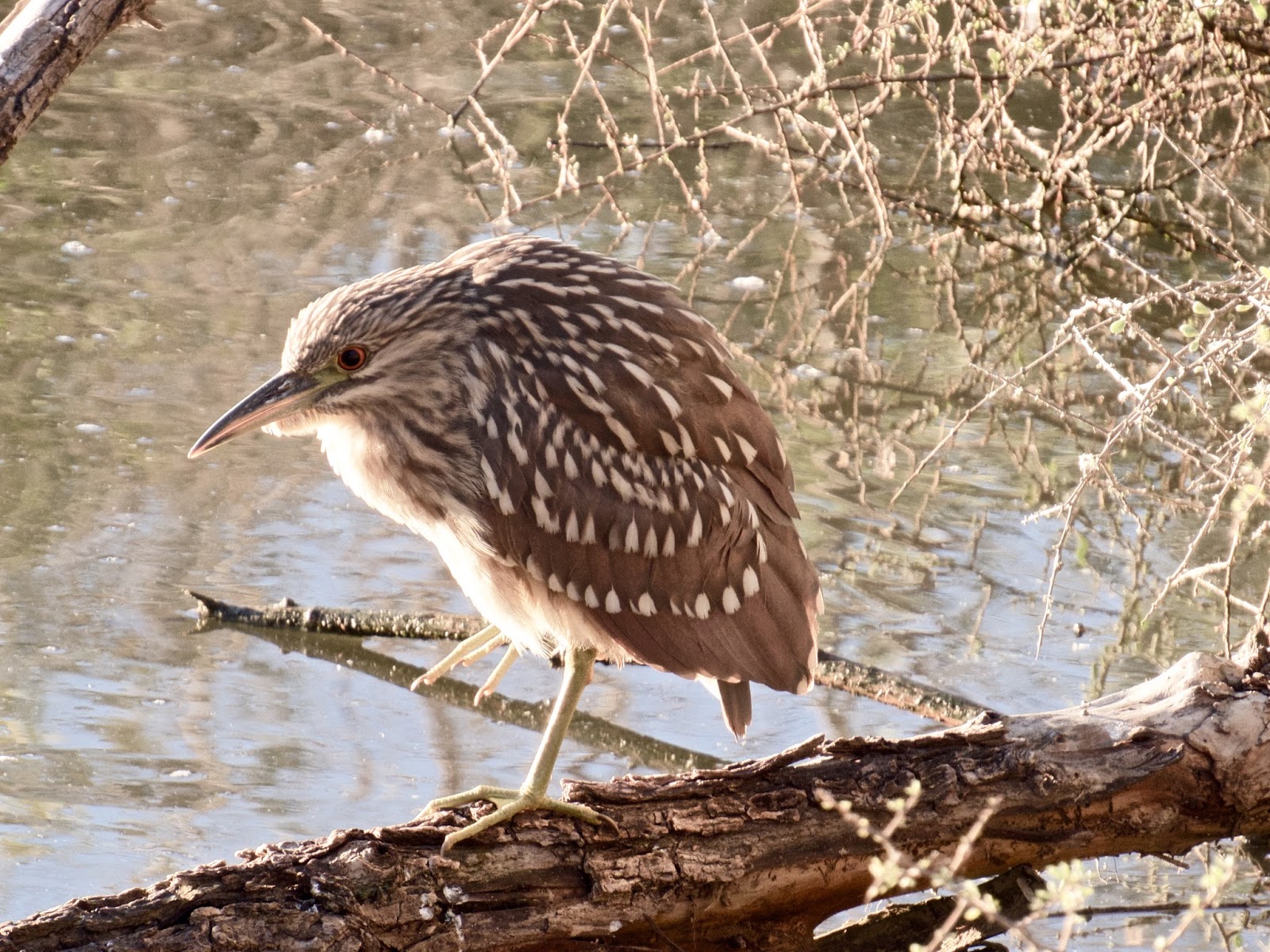 Babs' Birding Experiences : BIG LOOP of 3 major birding sites in ...