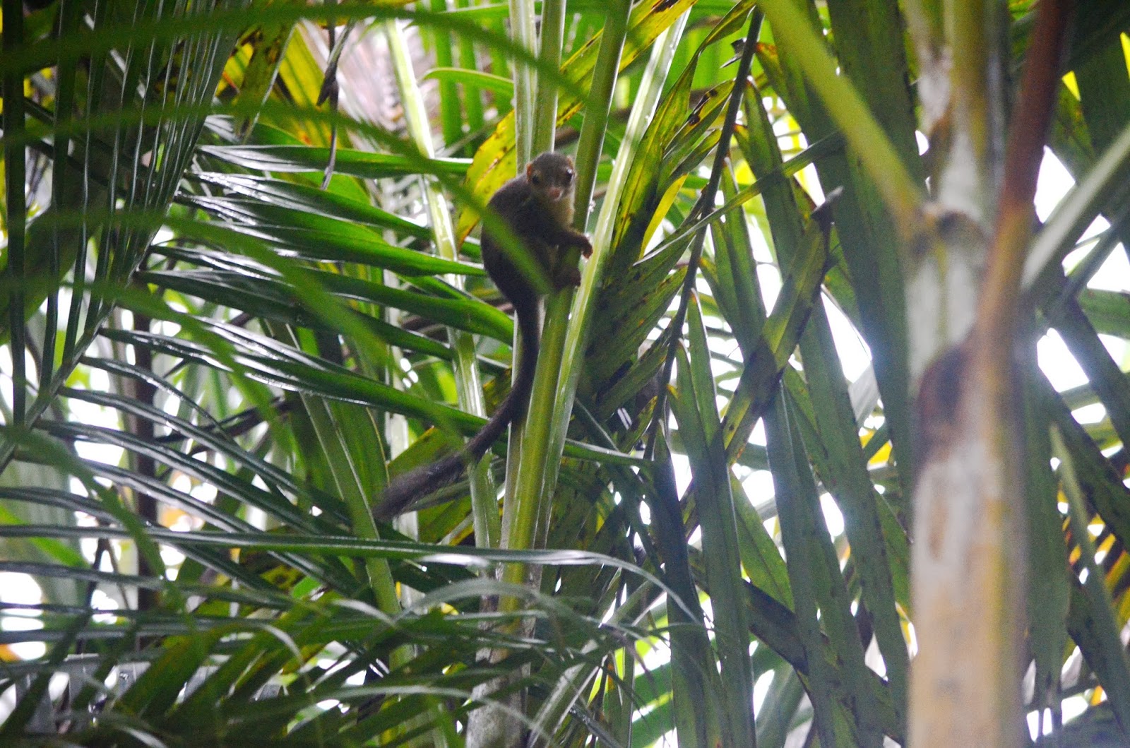 The Kambatik Park, Bintulu.: Playful three little tree shrews