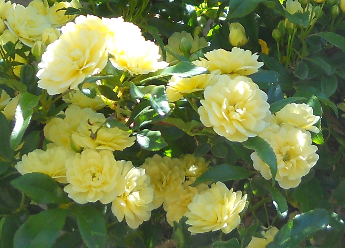 Oddball Observations : MOCK ROSE EXPLOSION