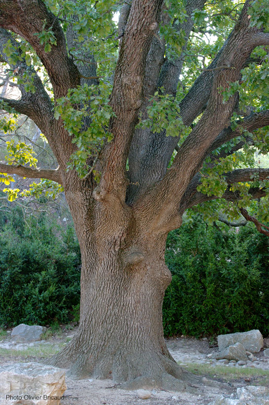 Arbres remarquables de Vaucluse: Le chêne blanc de Cheval-Blanc