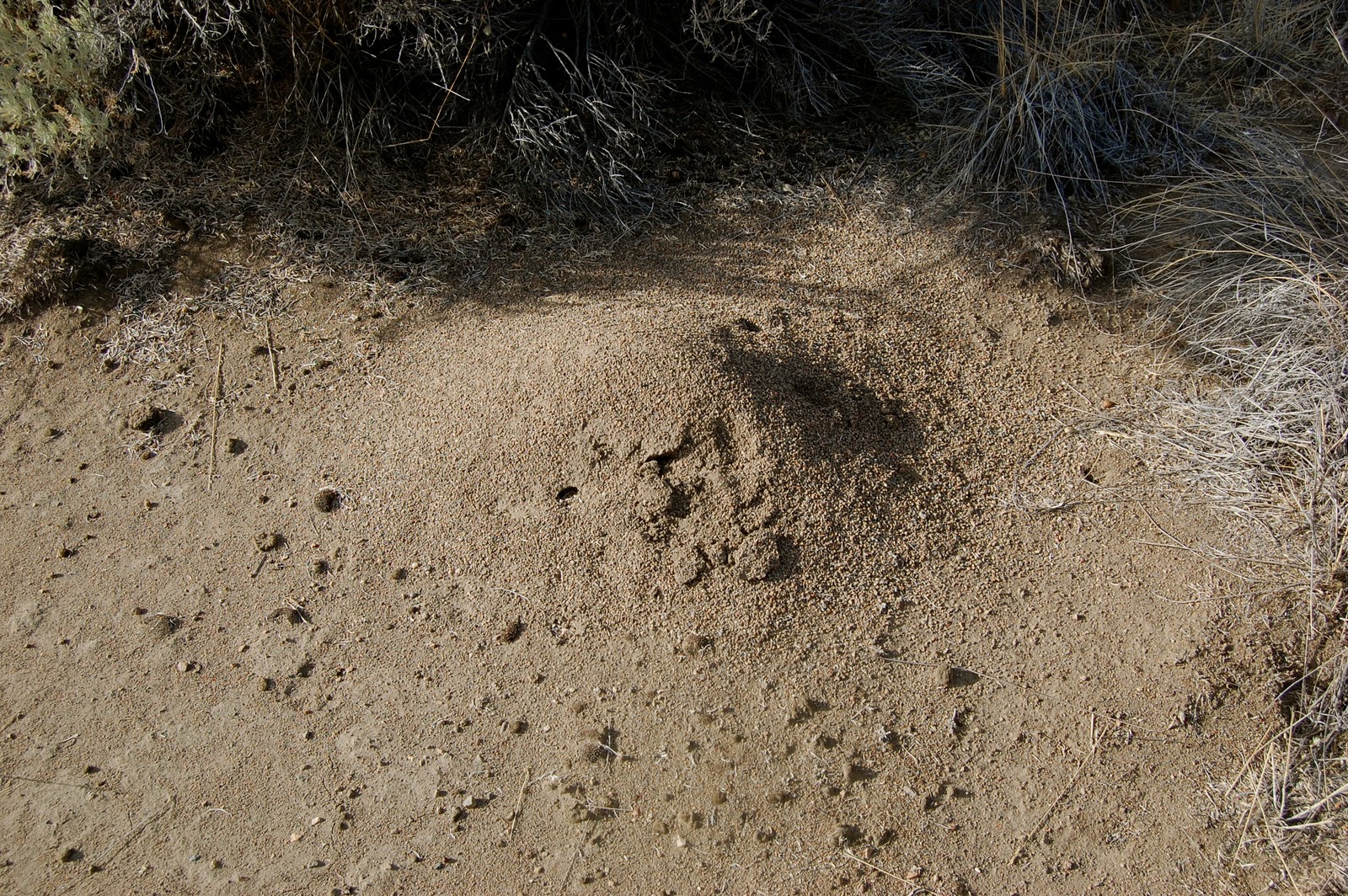 blackoaknaturalist: A Desert Visit