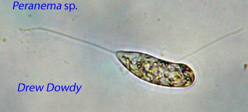 Drew's Microaquarium Observation Blog: Week 2