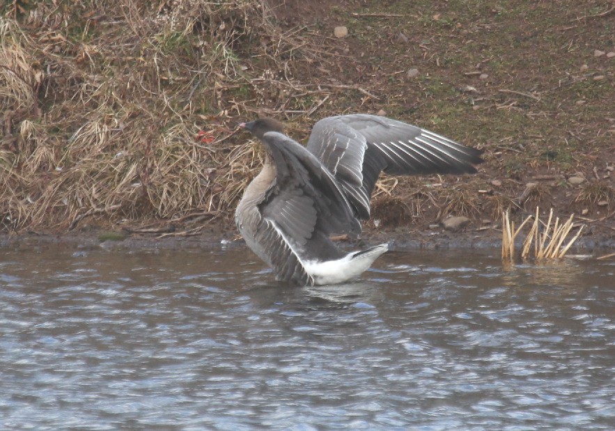 New England Coastal Birds: Part 4-Saturday Feb 25- “Pink-footed Goose”