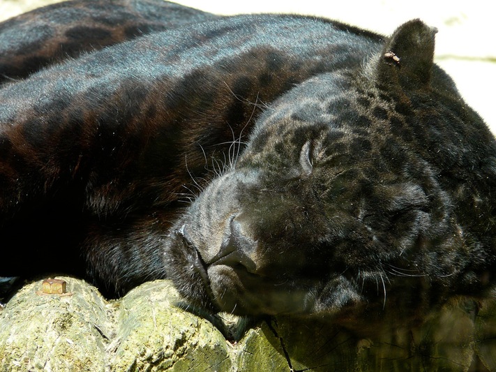 View Panther - Panthera onca picture gallery | DAILY NEWS