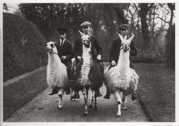 A Postcard a Day: Three men - riding llamas