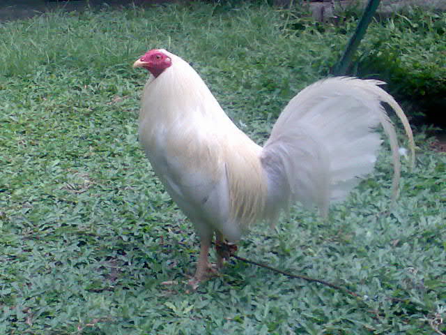 Gallos Y Galleros: Los CLaret