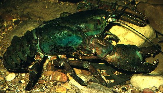 Daddy Grognard: An Adventure for Every Monster - Crayfish, Giant