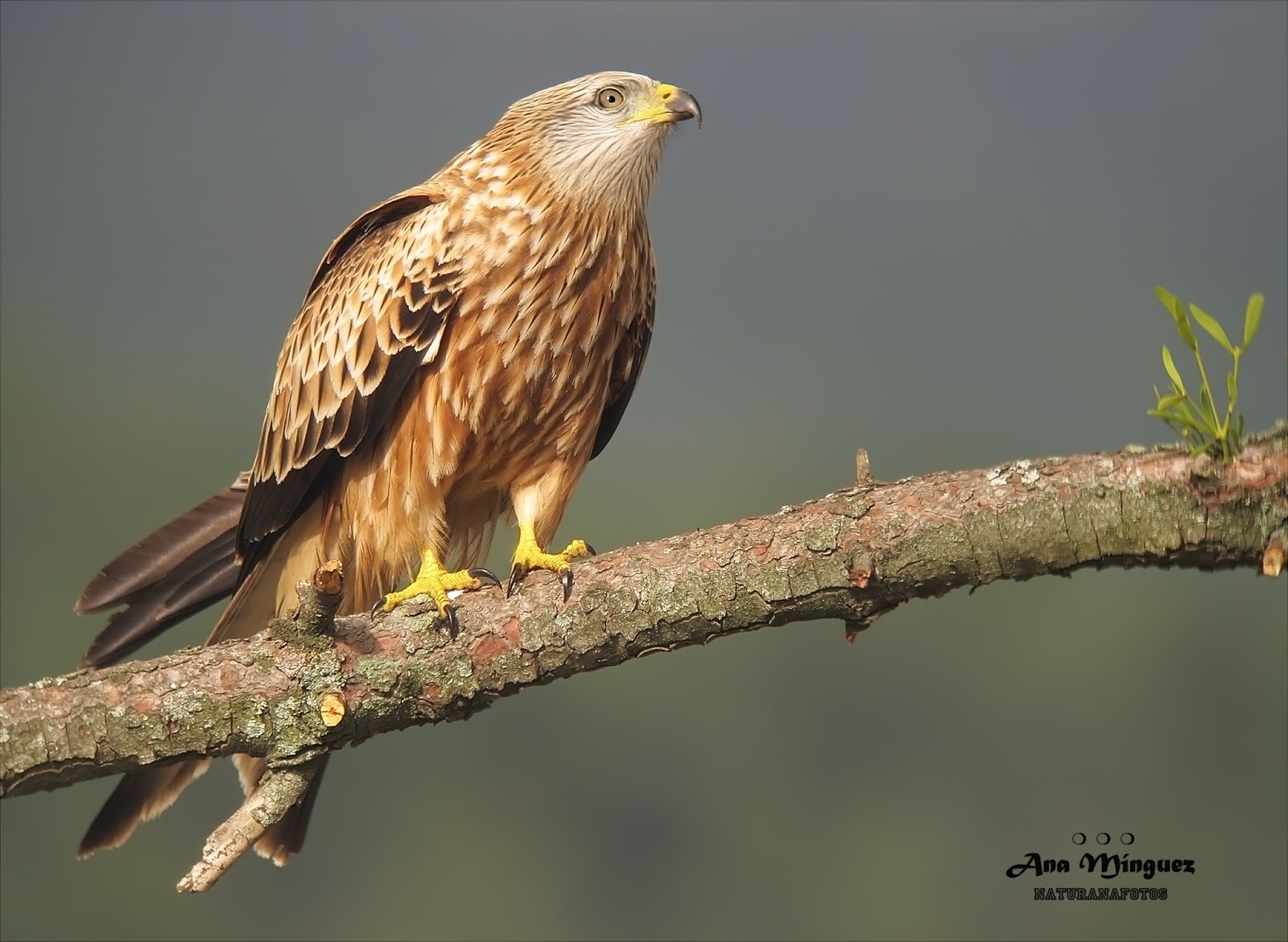 NATURANAFOTOS: Milano real/ Red Kite