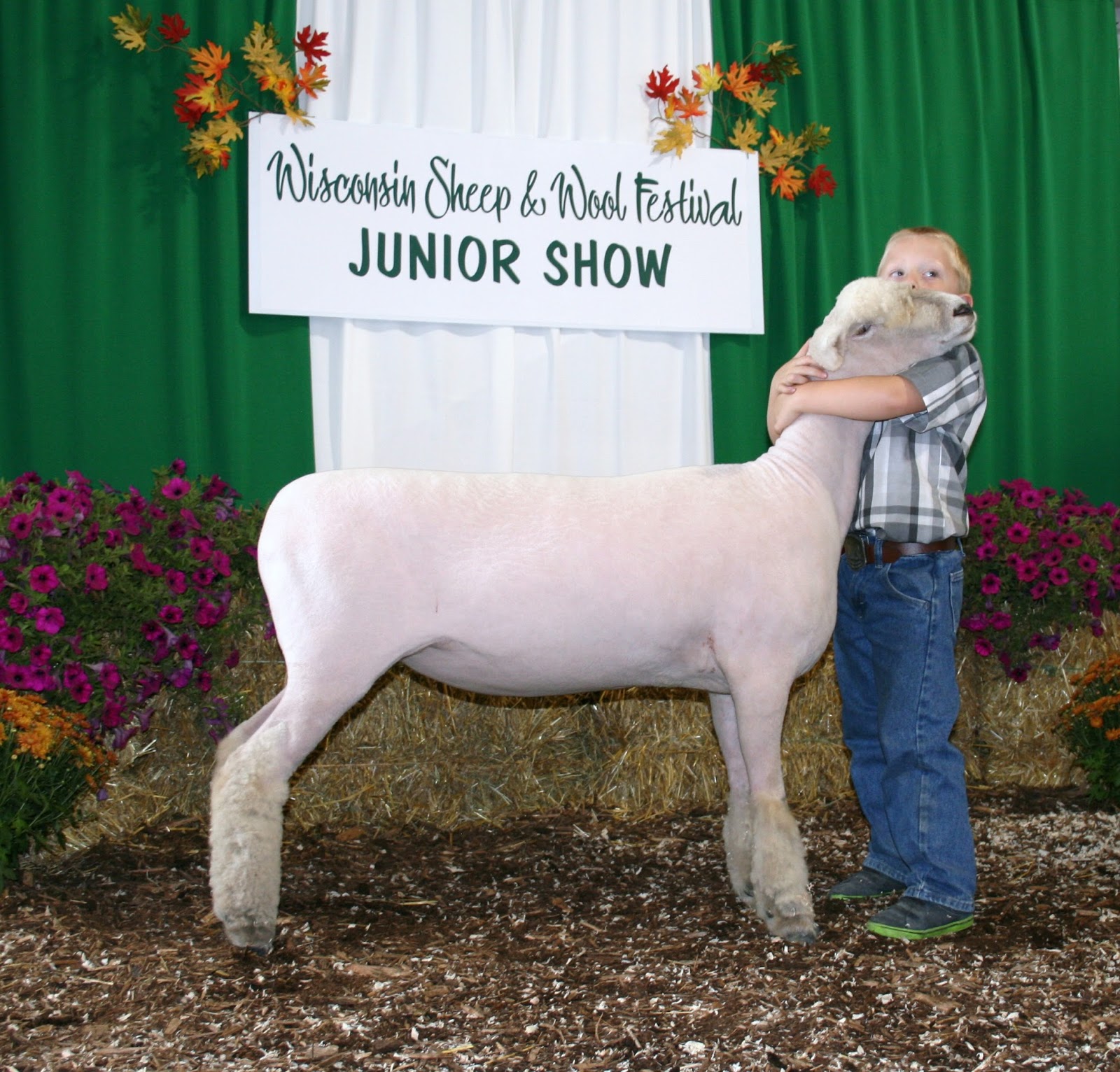 MB Genetics: Midwest Regional Jr. Southdown Show at the WI Sheep & Wool ...