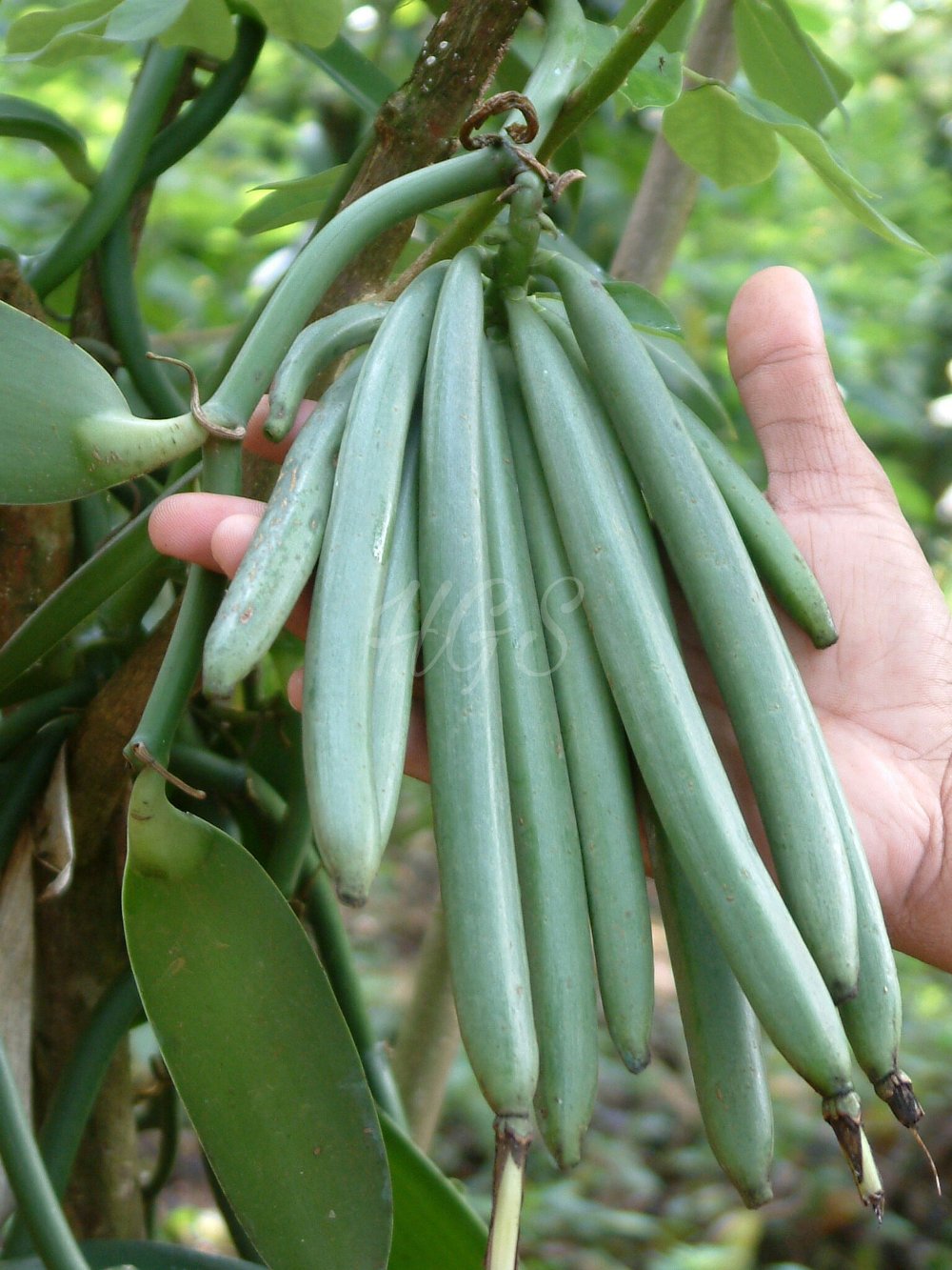 CARA BUDIDAYA VANILI SUKSES JUTAAN RUPIAH