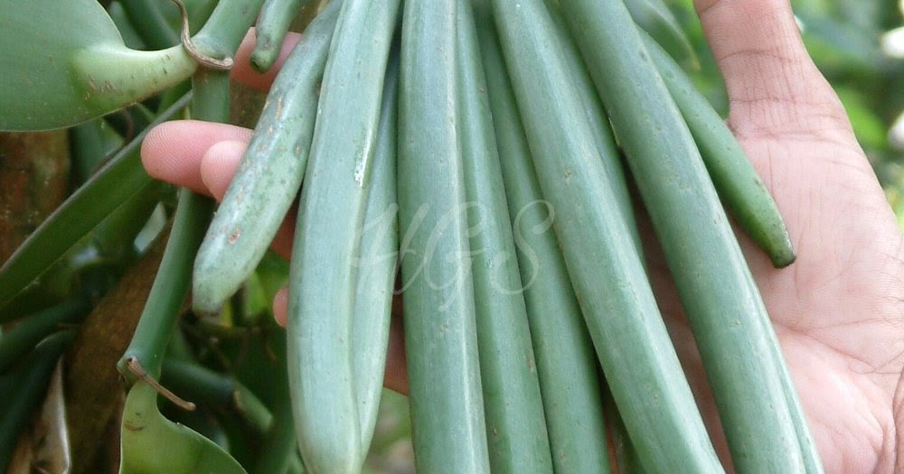 CARA BUDIDAYA VANILI SUKSES JUTAAN RUPIAH