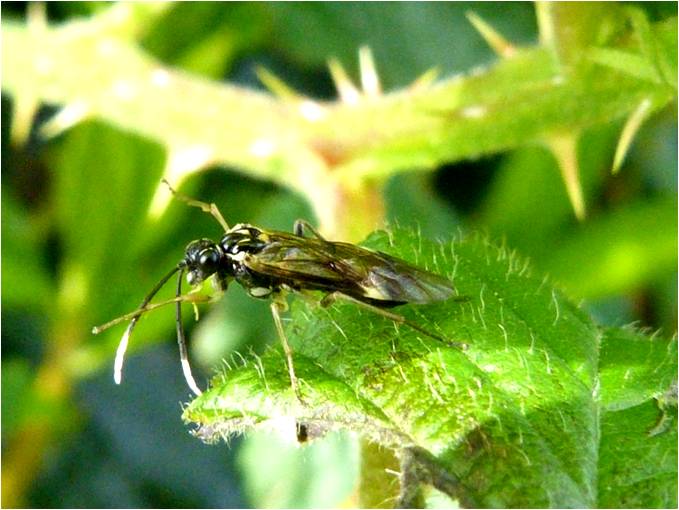 Insects of Scotland: Bees/Wasps/Ichneumons/Sawflies/Ants
