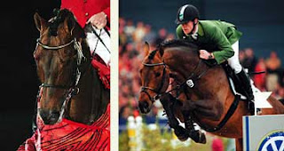 élevage de vie : chevaux de sport: Sandro Boy pas mort