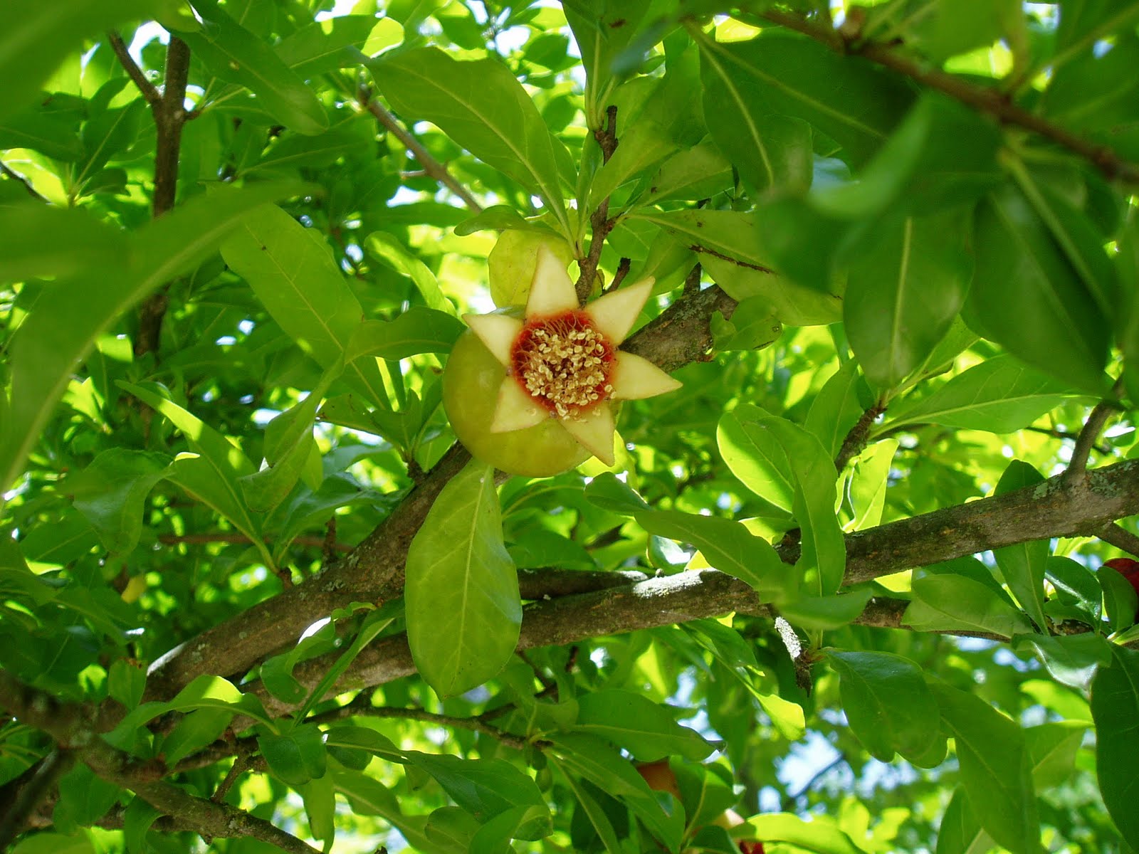 GRANADO: Punica granatum | Plantas rioMoros