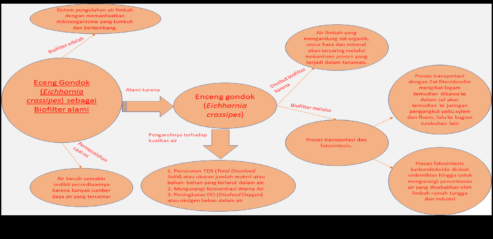 KimintekHijau.com: Eceng Gondok (Eichhornia crassipes) sebagai ...
