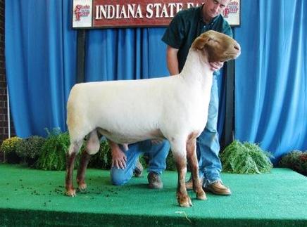 Little Hills Sheep Ranch: About The Tunis Sheep Breed