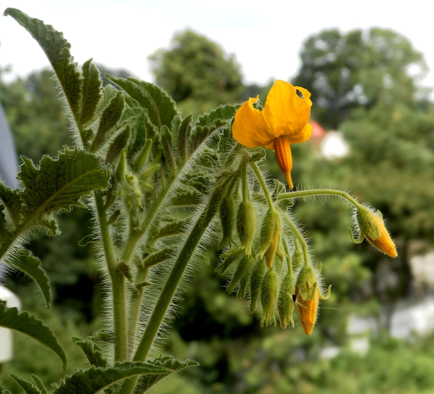 Scirpidiella's Plants: Wild Tomato species (Lycopersicon spp.)