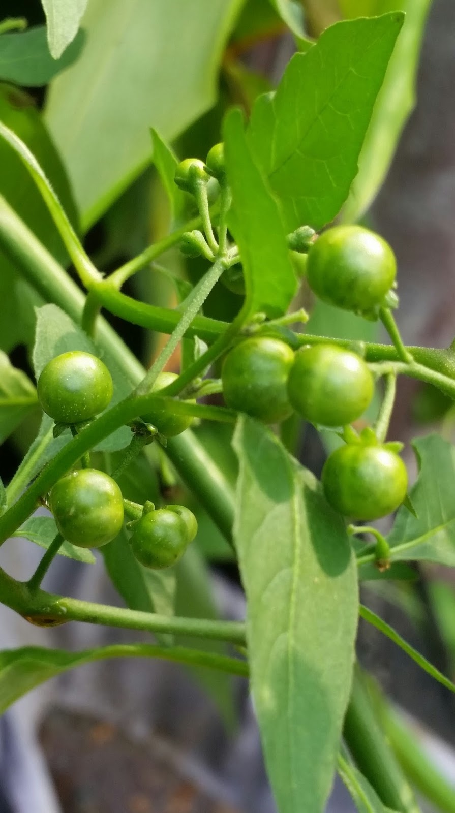 Warisan Petani: Sayuran Kampung : Pokok Meranti.