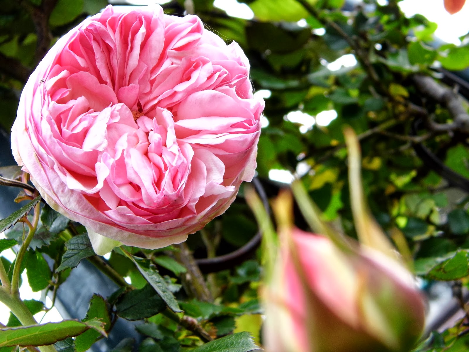 One Mother Hen: First roses of spring