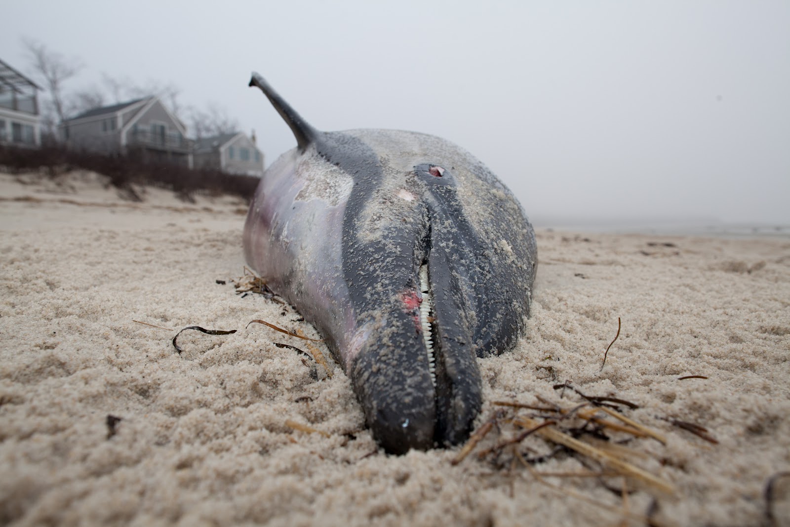 Courtney Sacco Photography: Dolphins Stranded on Cape Cod
