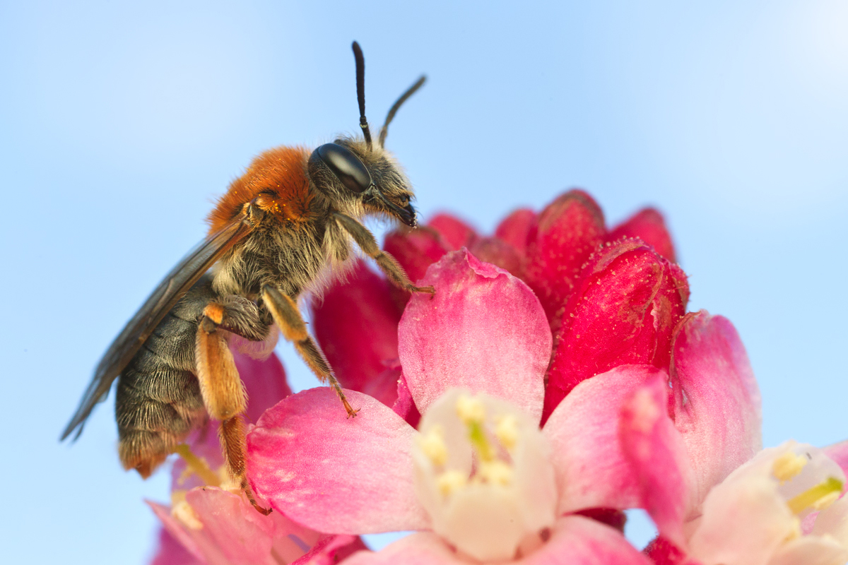 Matt Cole Macro Photography: Spring Bees