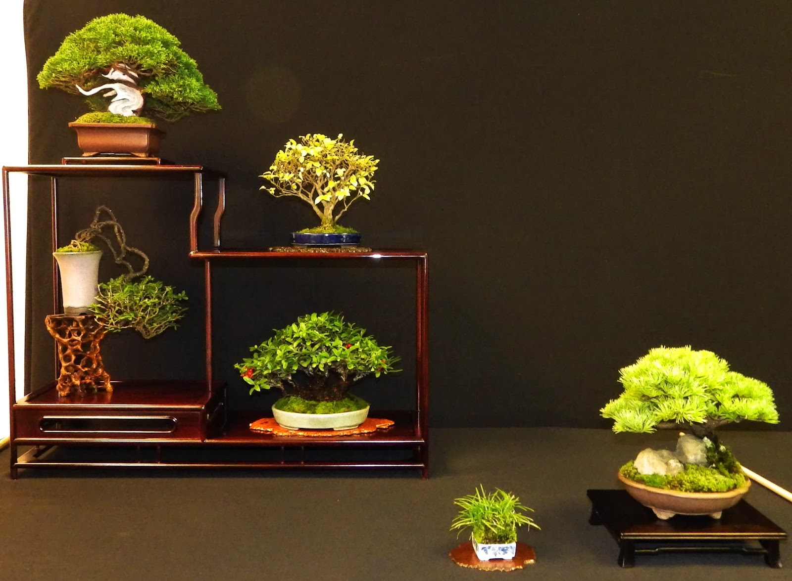 Bespoke Bonsai Stands: Capel Manor Autumn Bonsai show October 2014