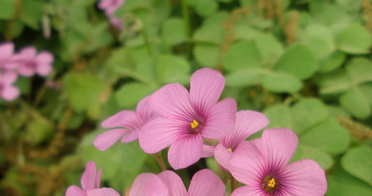 MARIETTE'S BACK TO BASICS: {OXALIS in Our Garden}