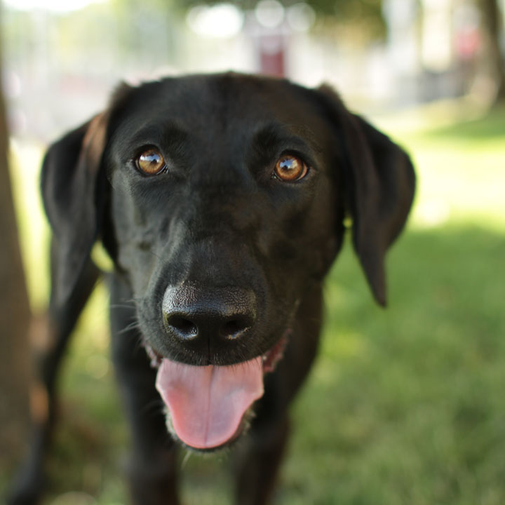 Luna - Black Labrador Retriever mix