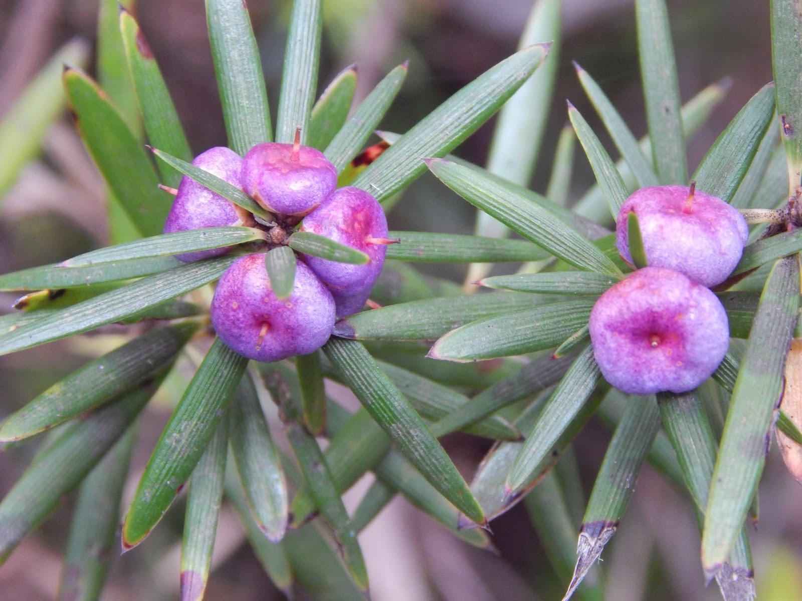 The Plant Addict: High Country Plants from Tasmania