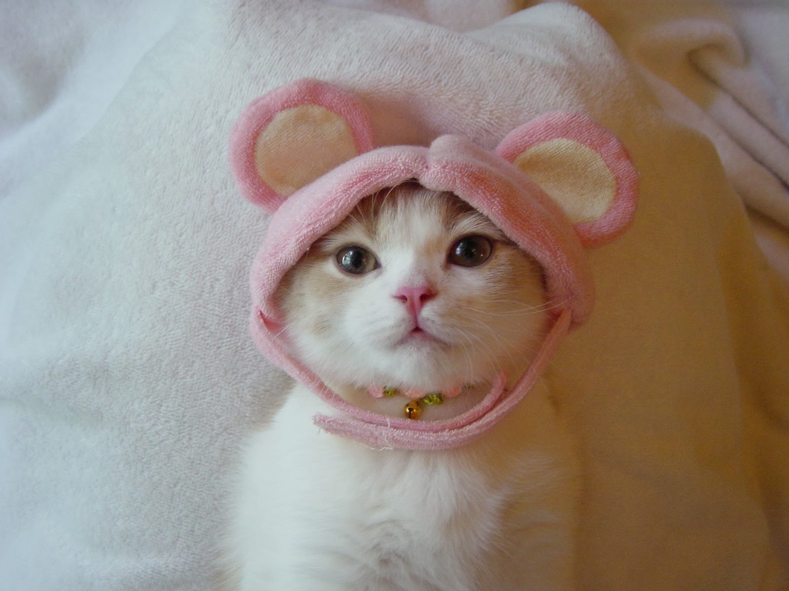 Cute Cat with Pink Cap |Cat Pictures