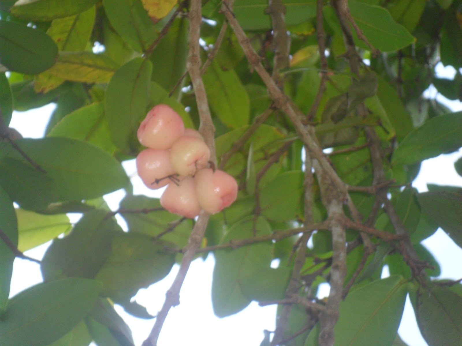 Swahili language and culture: Food, Fruits and trees