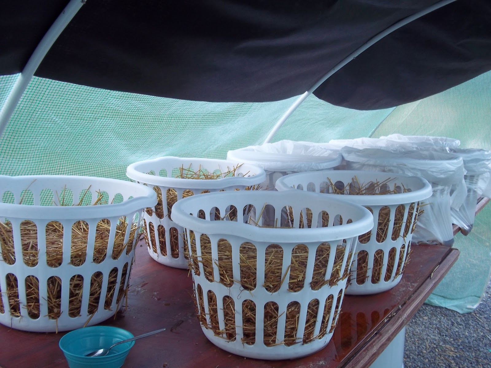 mushroom harvesting and more basket making