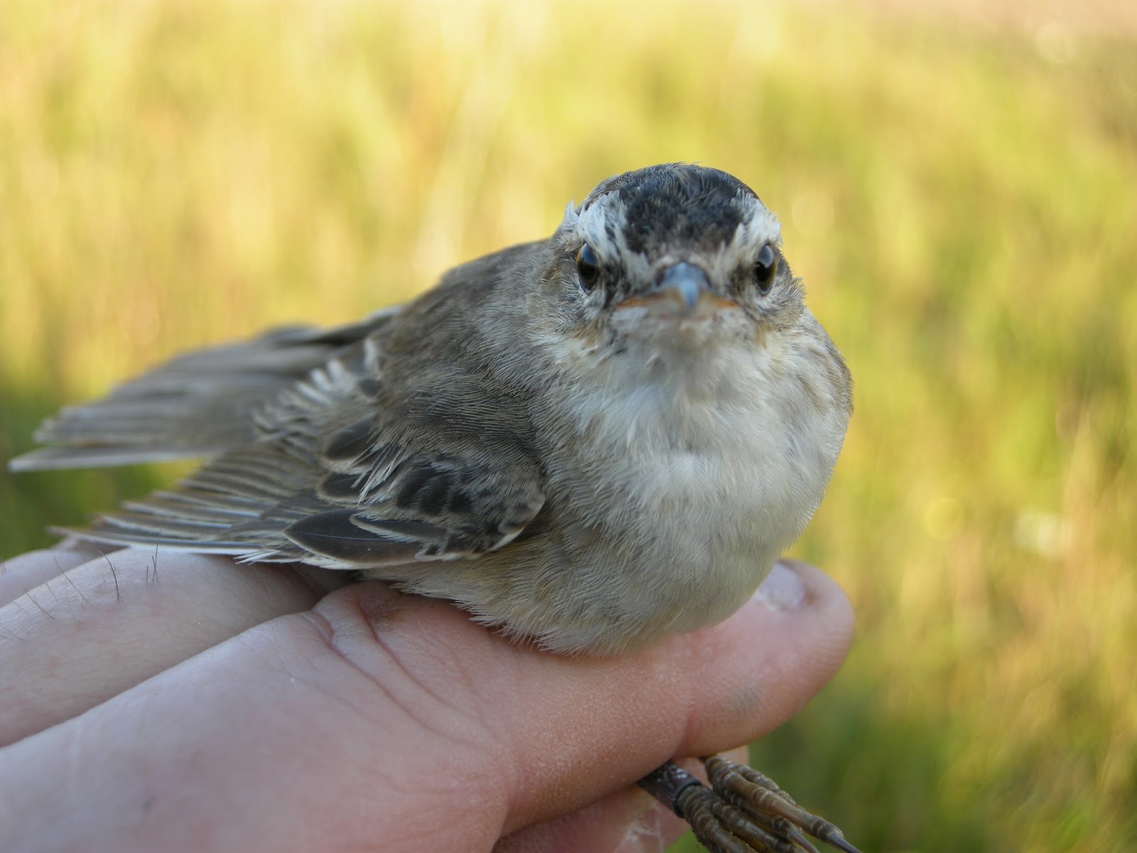 The Hairy Birder: Over Two Dozen Nettle Creepers