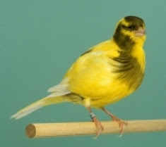 B'dane: BURUNG KENARI