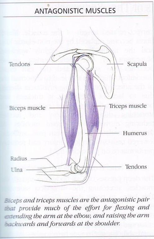 Traditional Thai Massage: The Muscles: Targets for the Thai Therapist