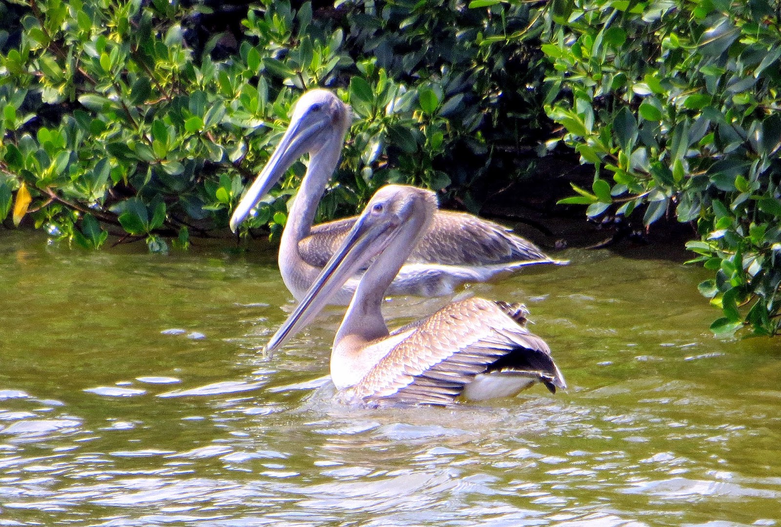Todd Swank: The Crazy Birds in Fort Myers, Florida