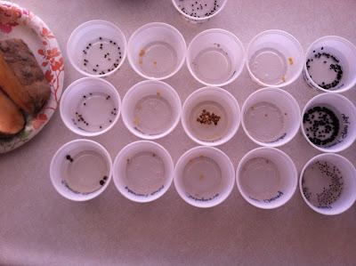 my family prepared: Soaking Seeds Before Planting