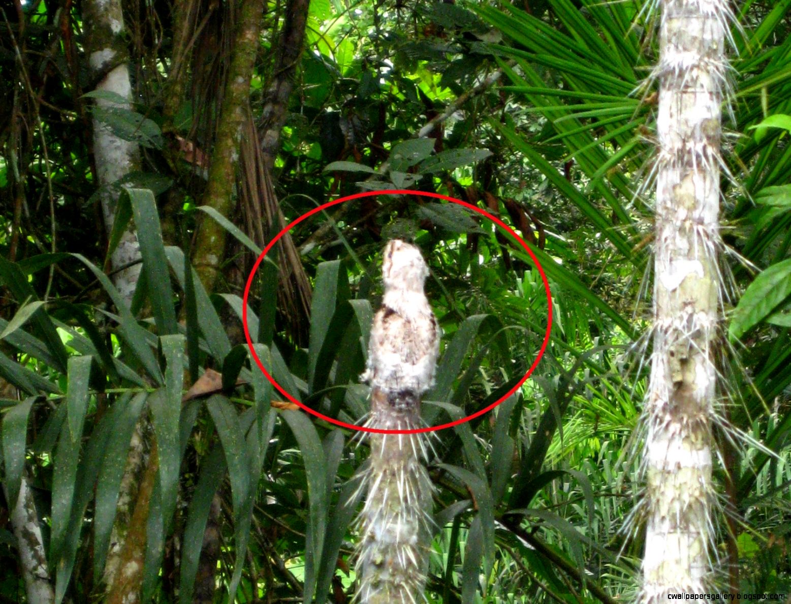 Baby Potoo Bird | Wallpapers Gallery