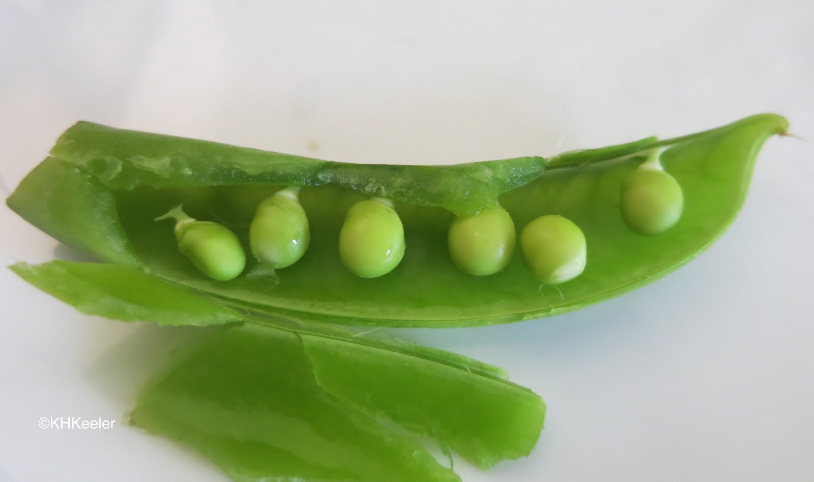 Plant Story--Peas, Pisum sativum - Patriots