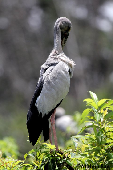 Mithun: Bird Photography