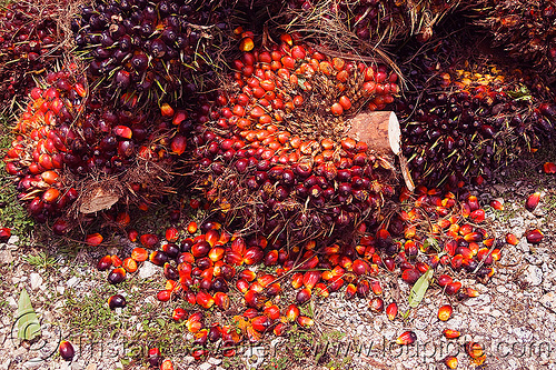 YEKA'S ADVENTURES: THE NIGERIAN OIL PALM