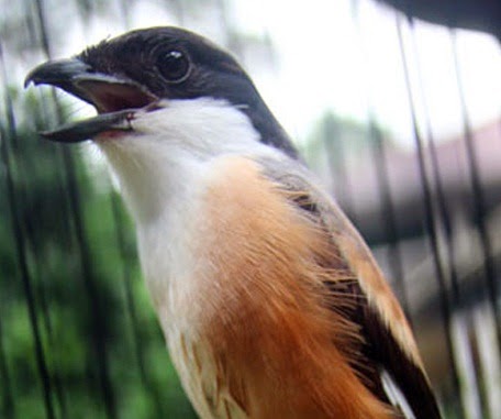 Cara Menaikkan Pamor dan Harga Burung Cendet