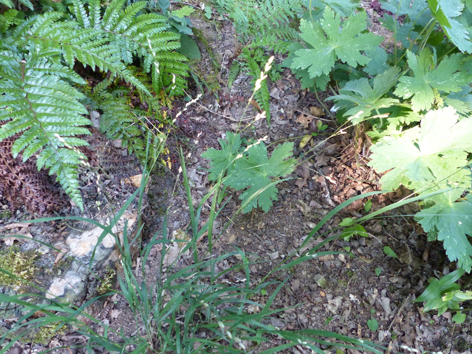 Temps de jardin: La melica uniflora alba, une graminée épatante