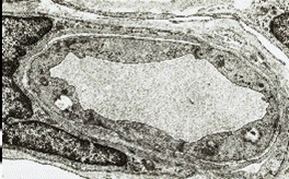 Épithélium de revêtement Cours | Bio faculté