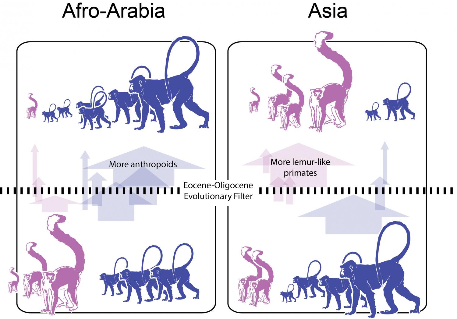 Species New to Science: [PaleoMammalogy • 2016] Oligocene Primates from ...
