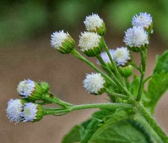 Papaleng Thoughts-Unplugged: Philippines Medicinal Plants Part Three