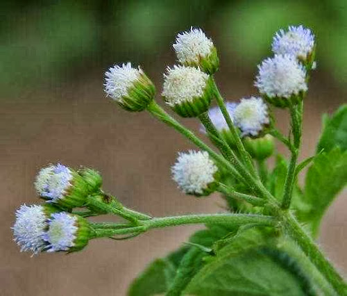 Papaleng Thoughts-Unplugged: Philippines Medicinal Plants Part Three