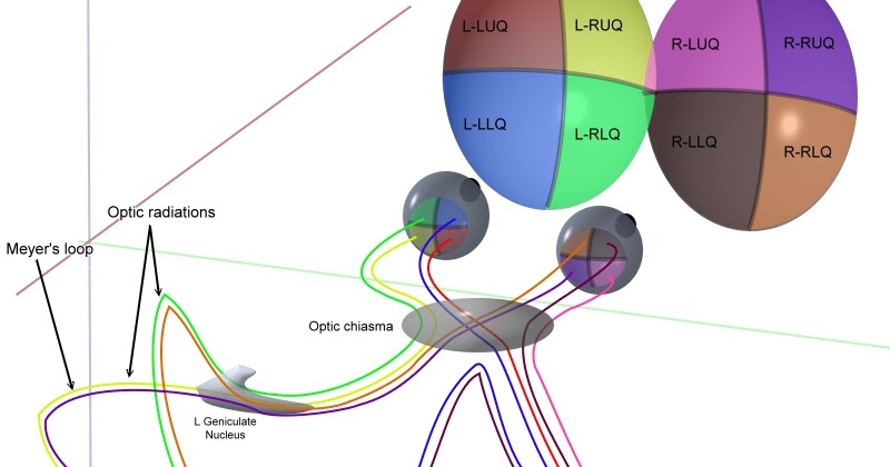 MedicoNotebook: Optic radiation
